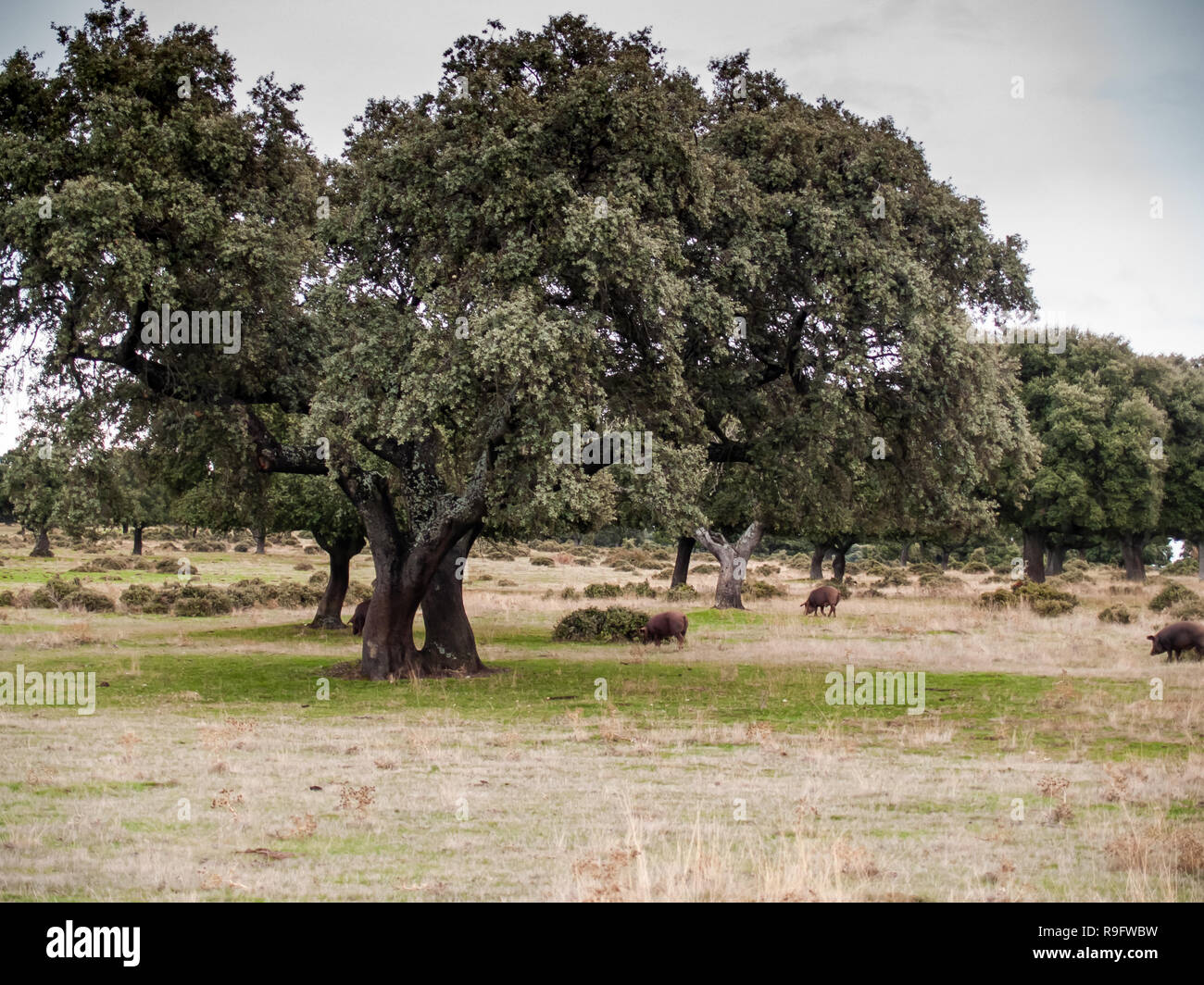 Iberian pigs grazing and eating acorns in the dehesa in Salamanca ...