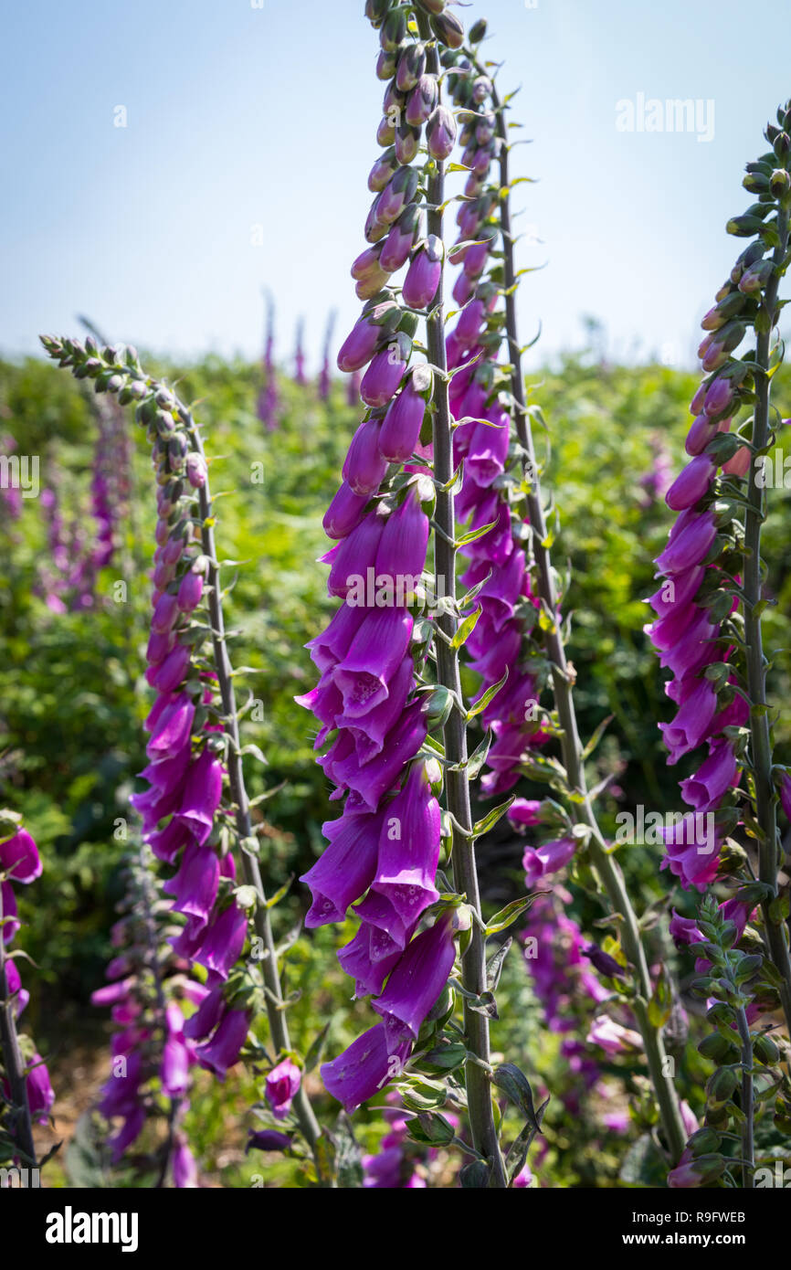 Tall foxgloves hi-res stock photography and images - Alamy