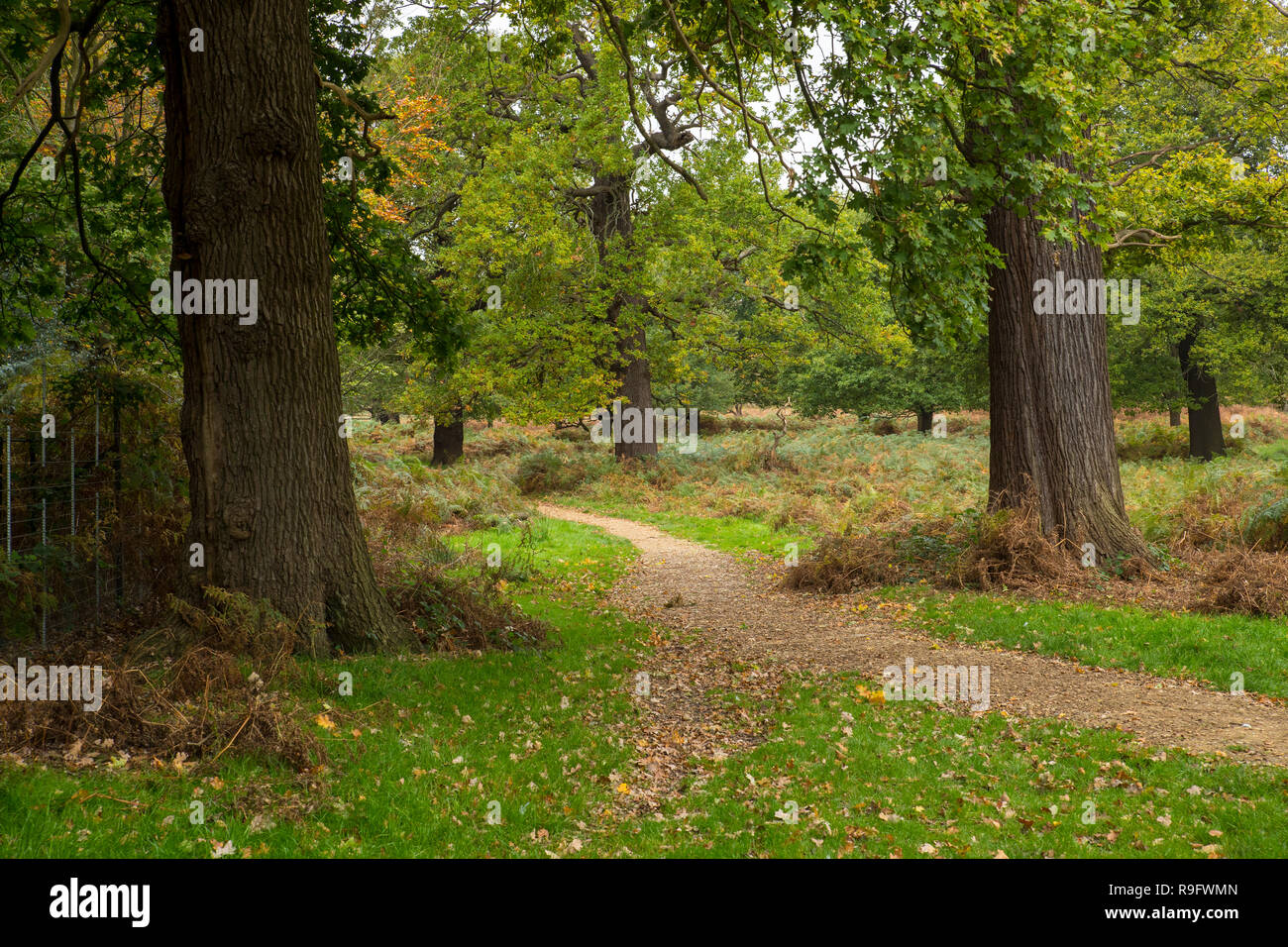 Richmond park path hi-res stock photography and images - Alamy