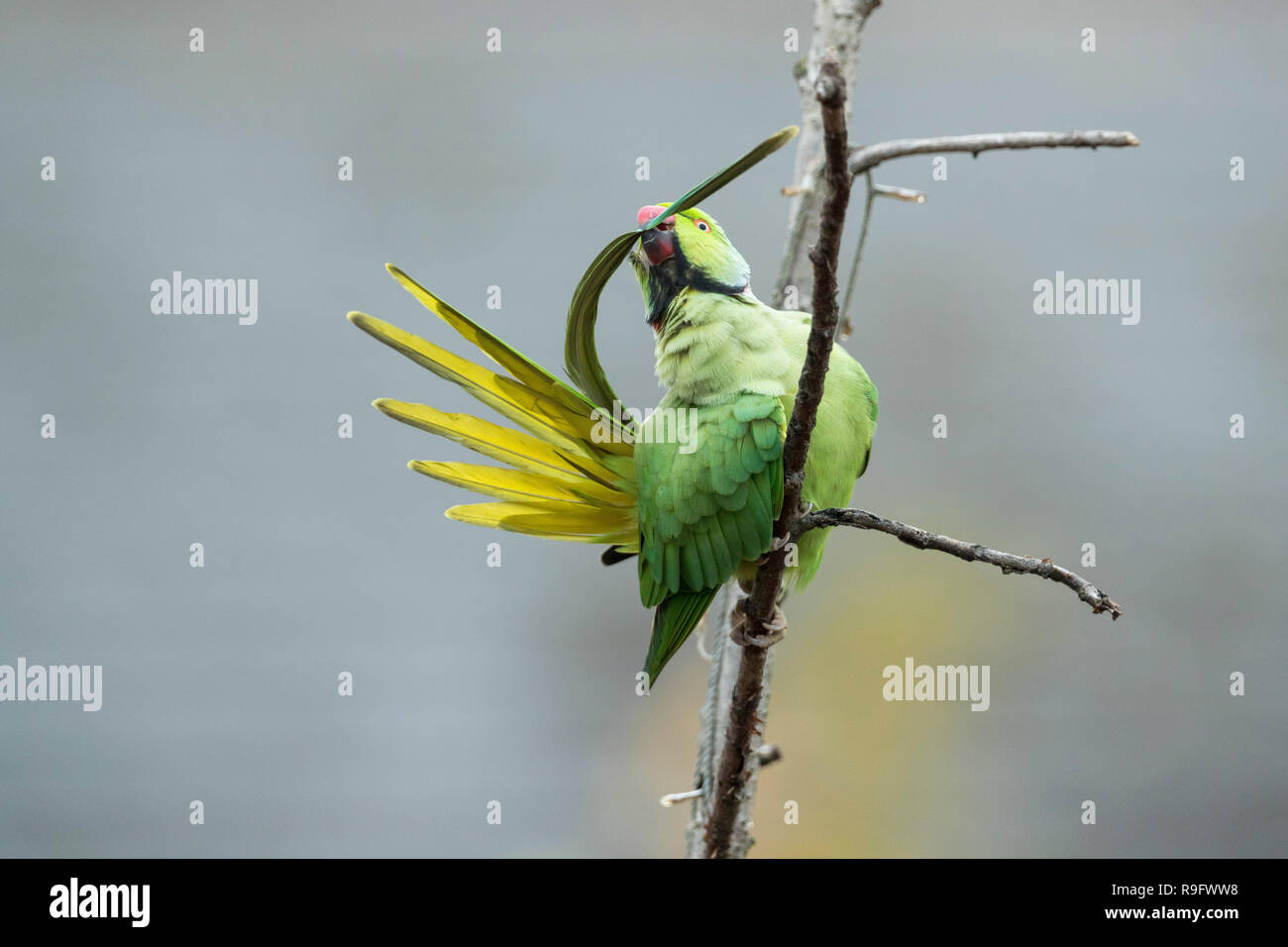 Preening parakeet hi-res stock photography and images - Alamy