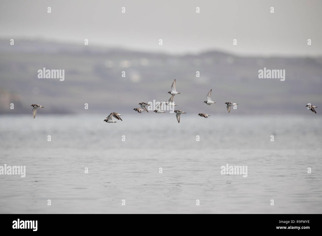Ringed Plover; Charadrius hiaticula Flock in Flight Cornwall; UK Stock ...