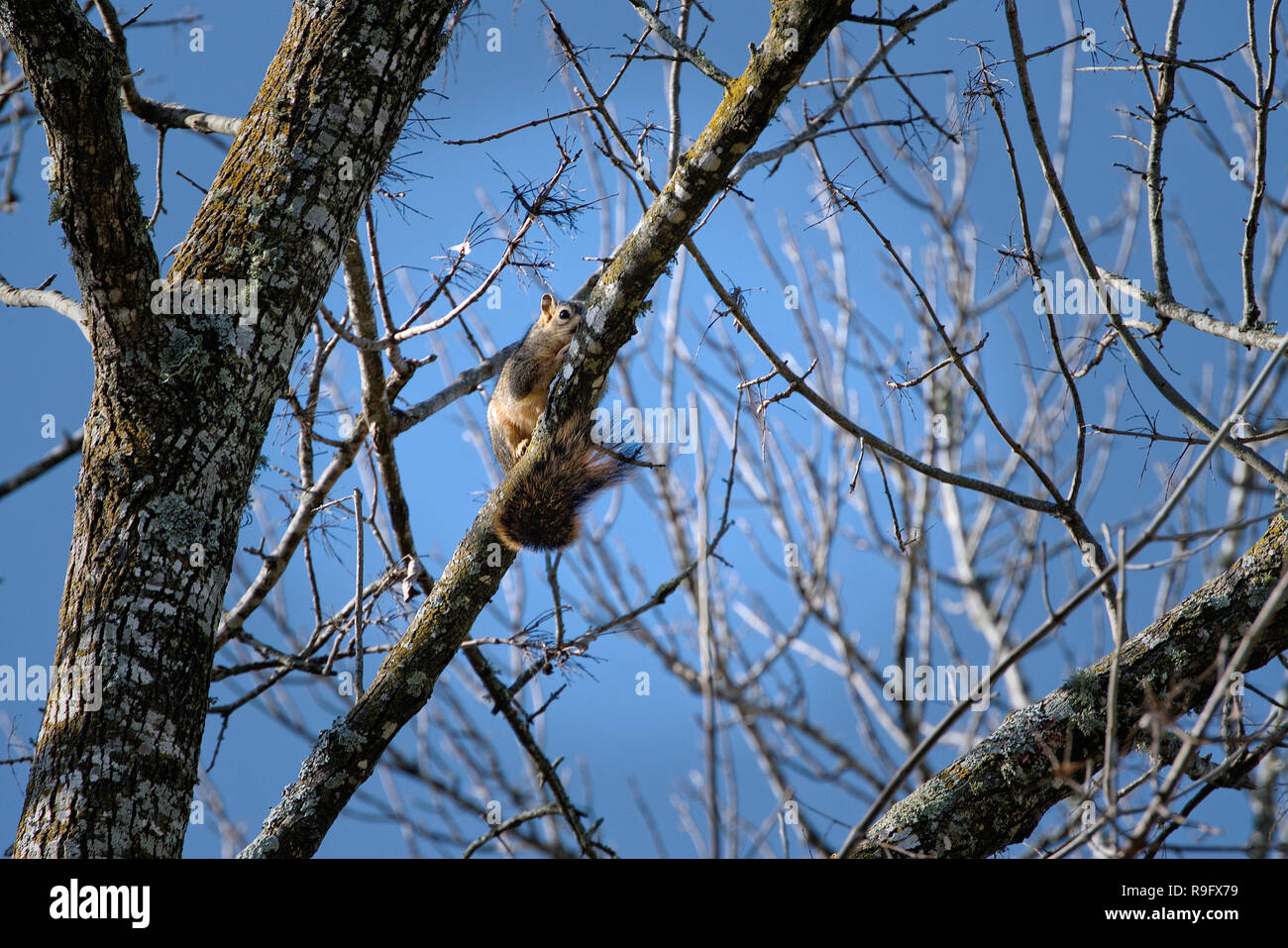 Hibernate in winter and fall hi-res stock photography and images - Alamy