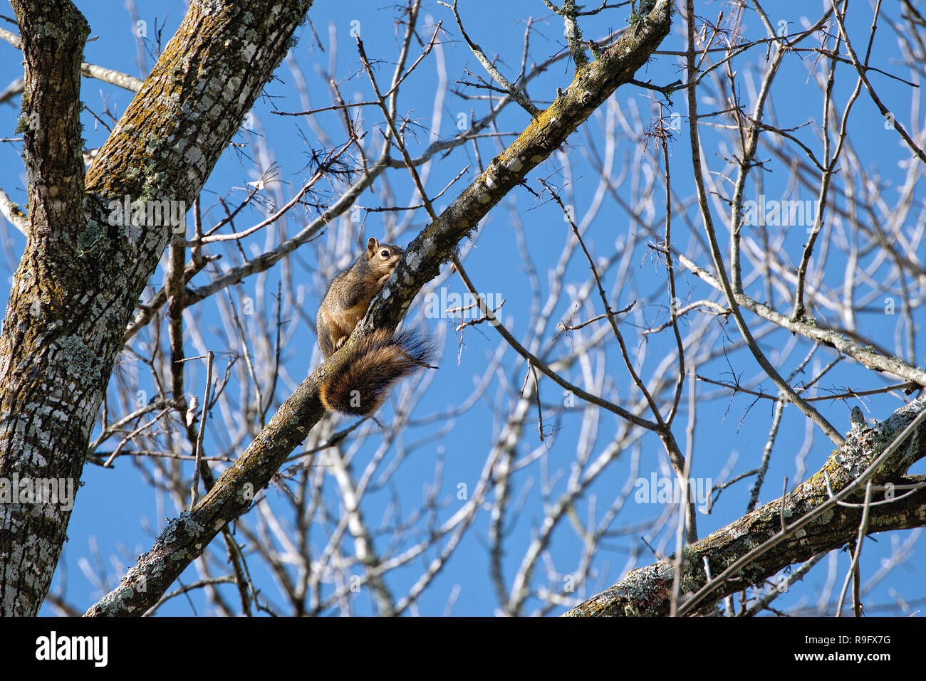 Tree in winter with squirrel Stock Photo - Alamy