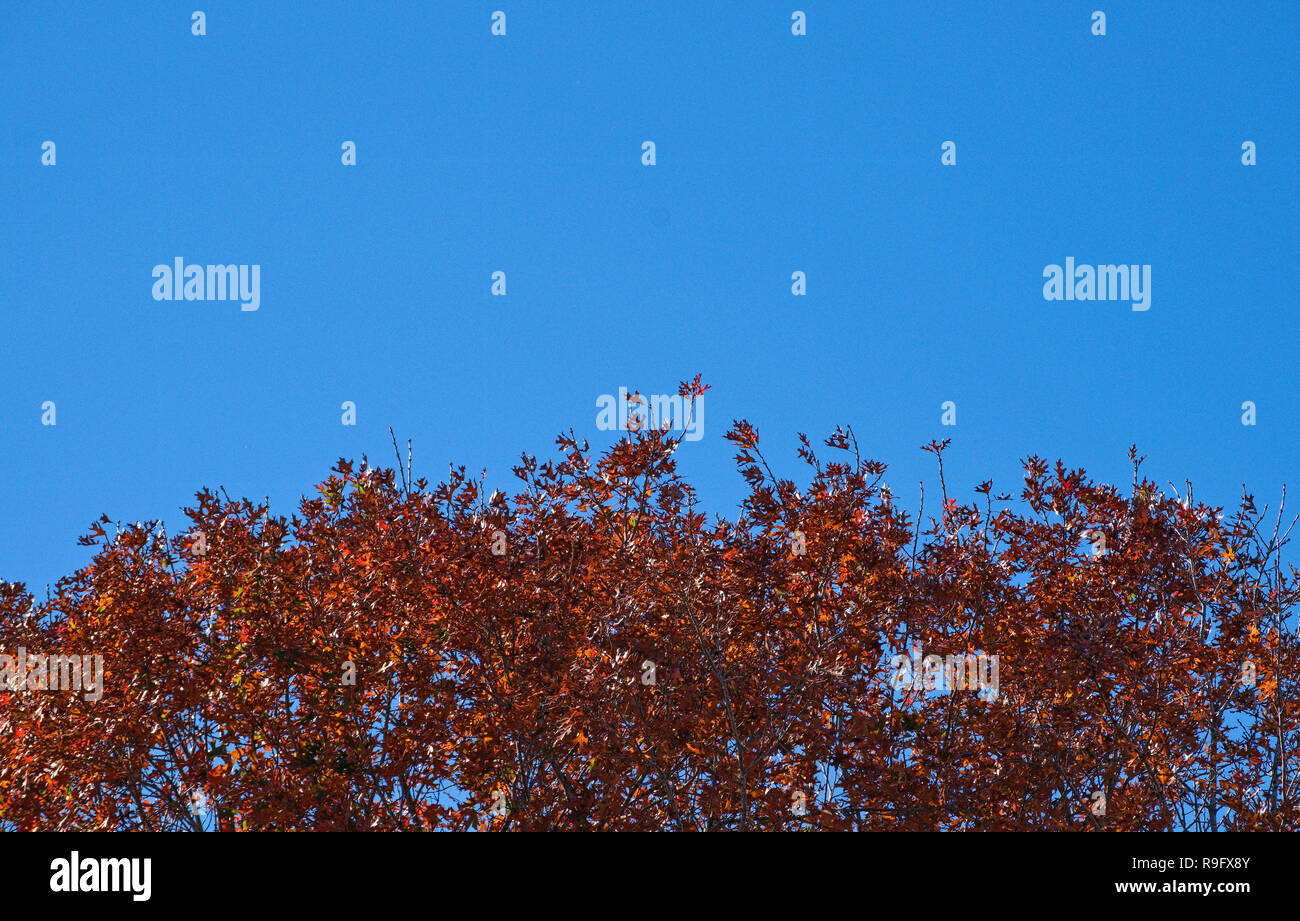 Oak tree late winter hi-res stock photography and images - Alamy