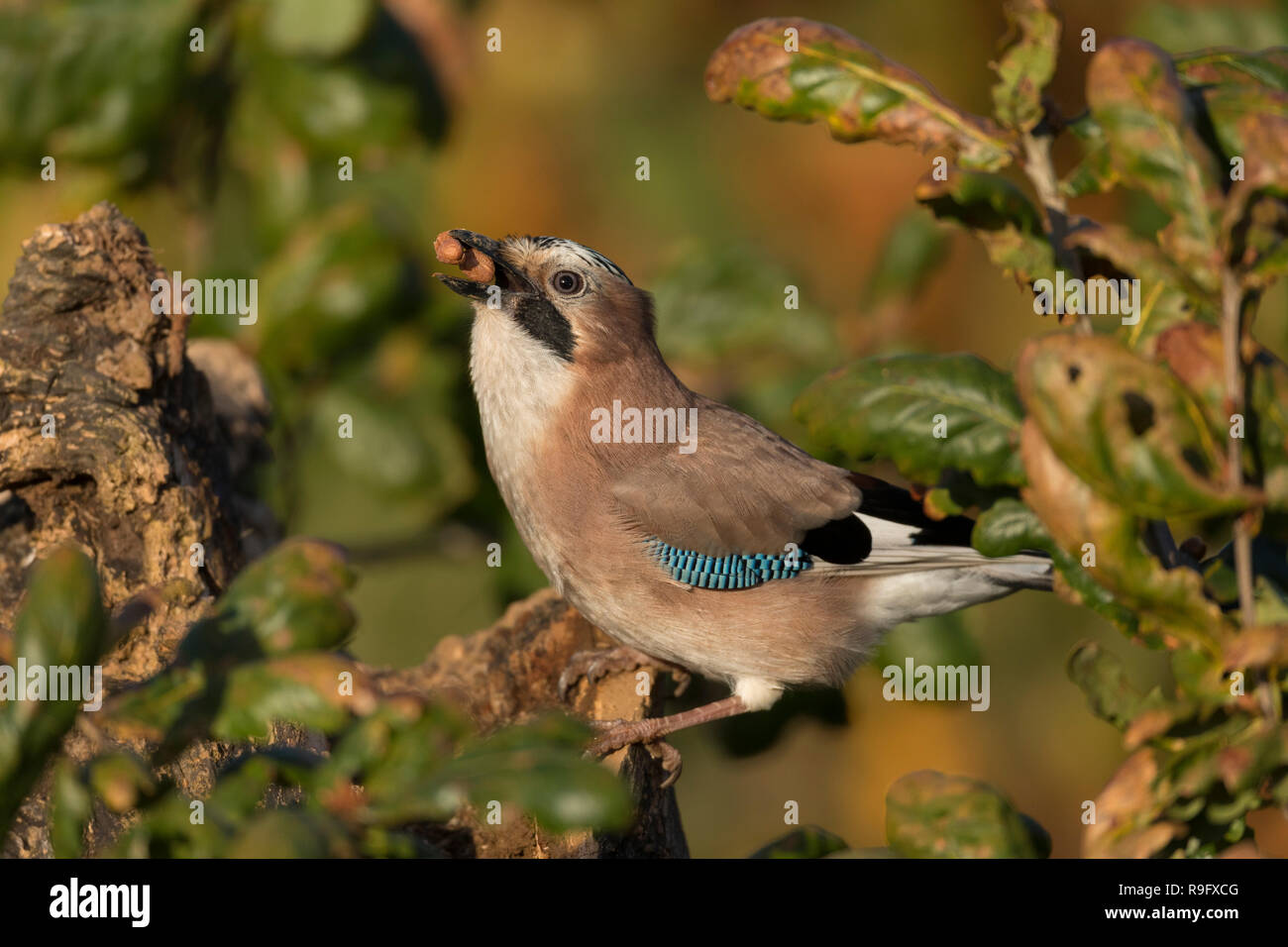 Animal eating peanuts hi-res stock photography and images - Alamy