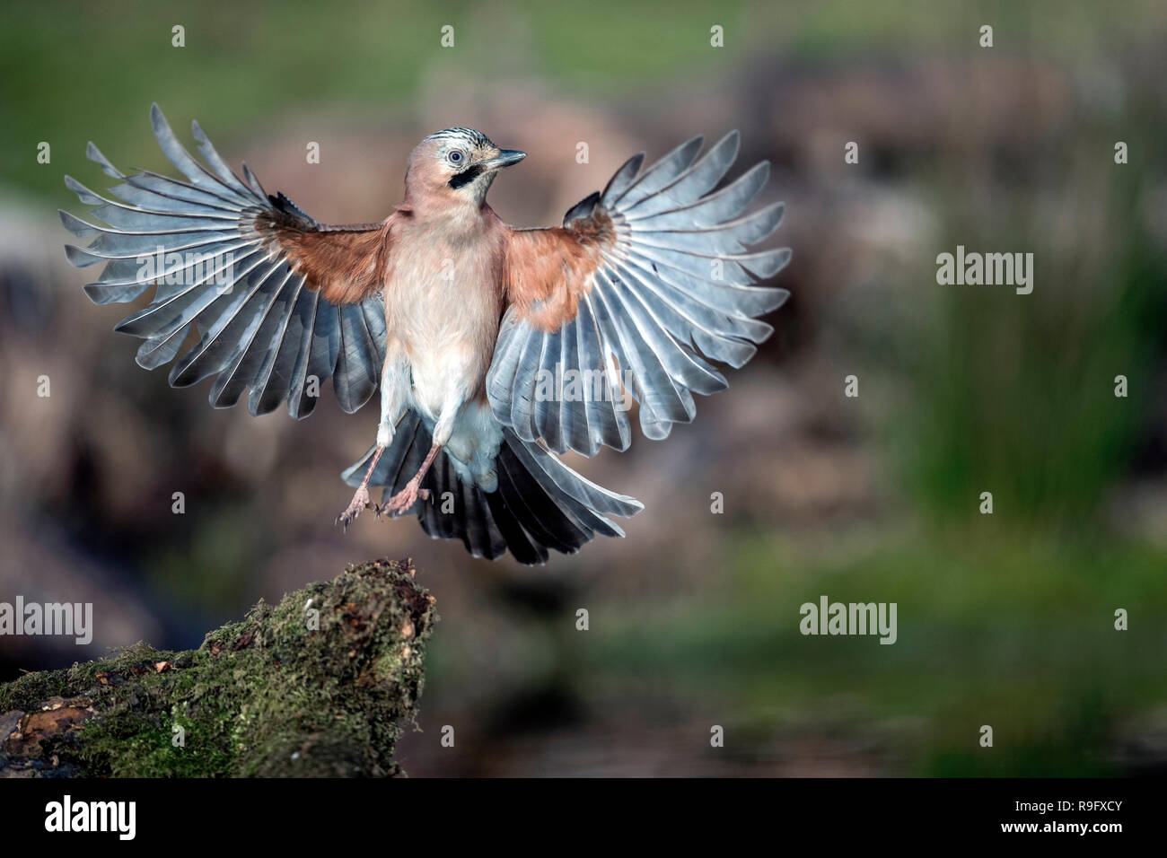 Jay in flight hi-res stock photography and images - Alamy