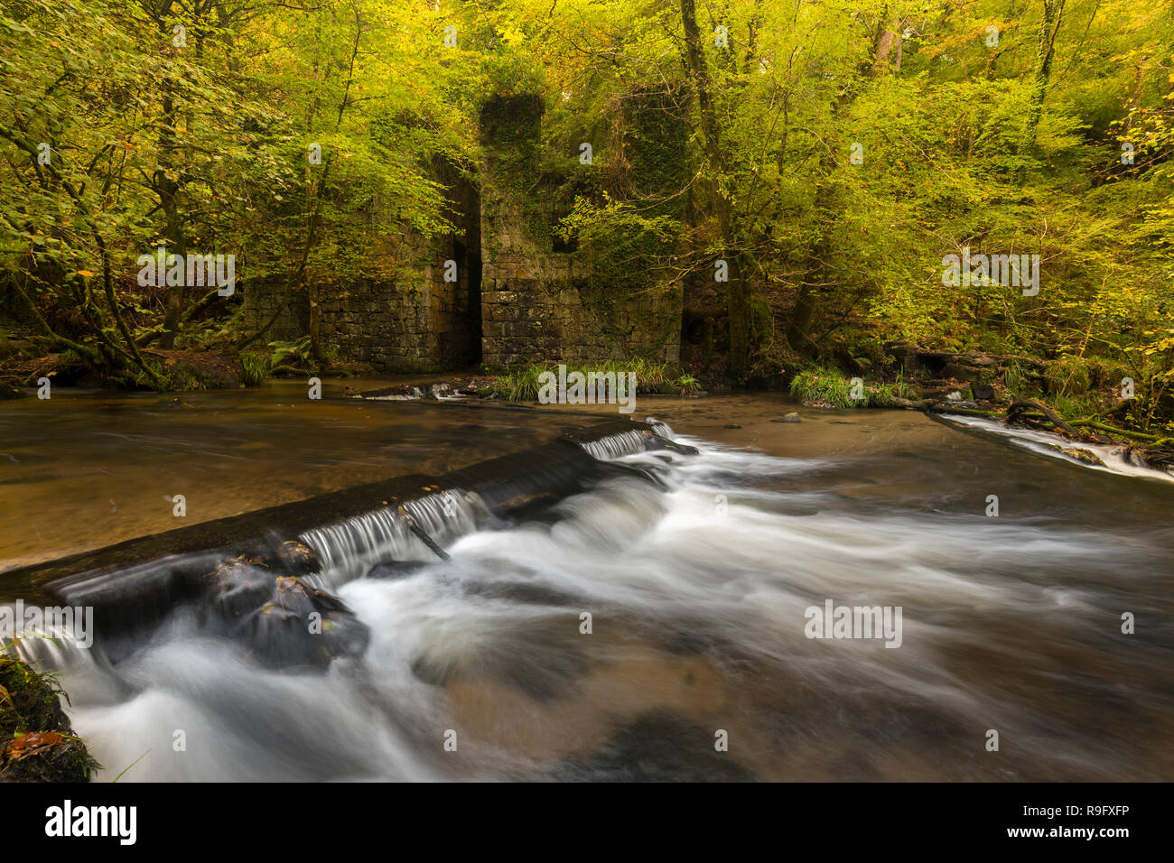 Kennall Vale Woodland High Resolution Stock Photography and Images - Alamy