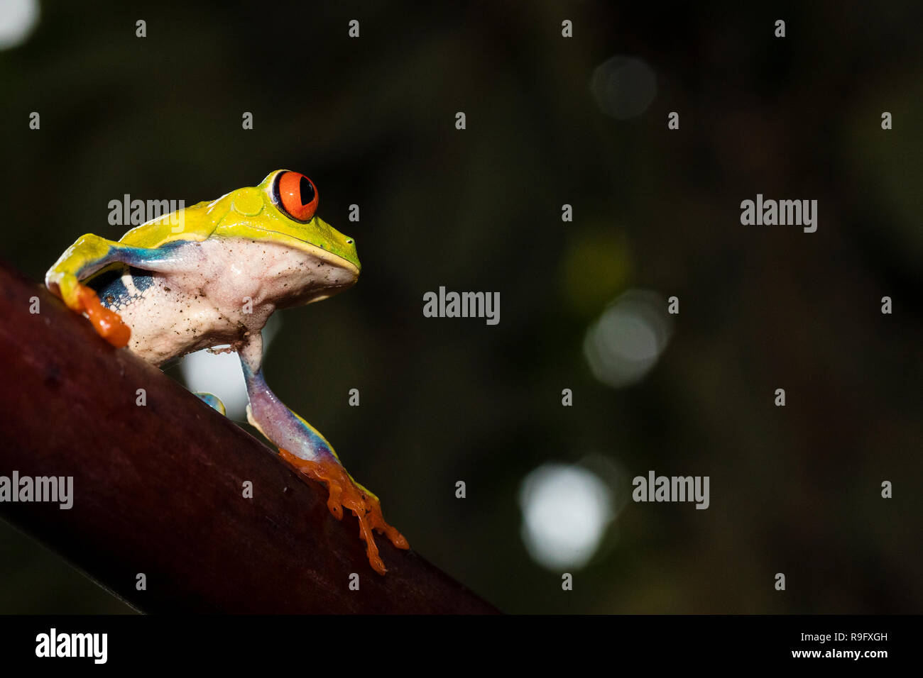 red-eyed leaf frog in Arenal, Costa Rica Stock Photo - Alamy