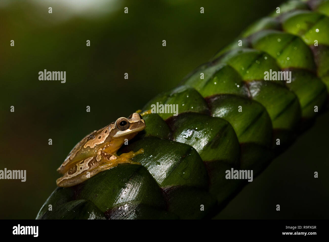 Hourglass Tree frog, Costa Rica Stock Photo - Alamy