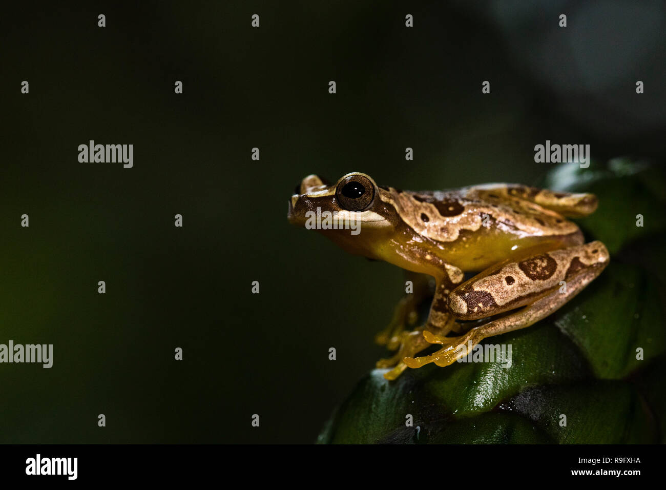 Hourglass Tree frog, Costa Rica Stock Photo - Alamy
