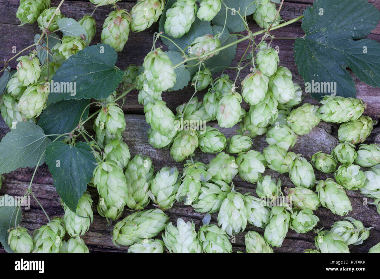Hopfenernte hi-res stock photography and images - Alamy