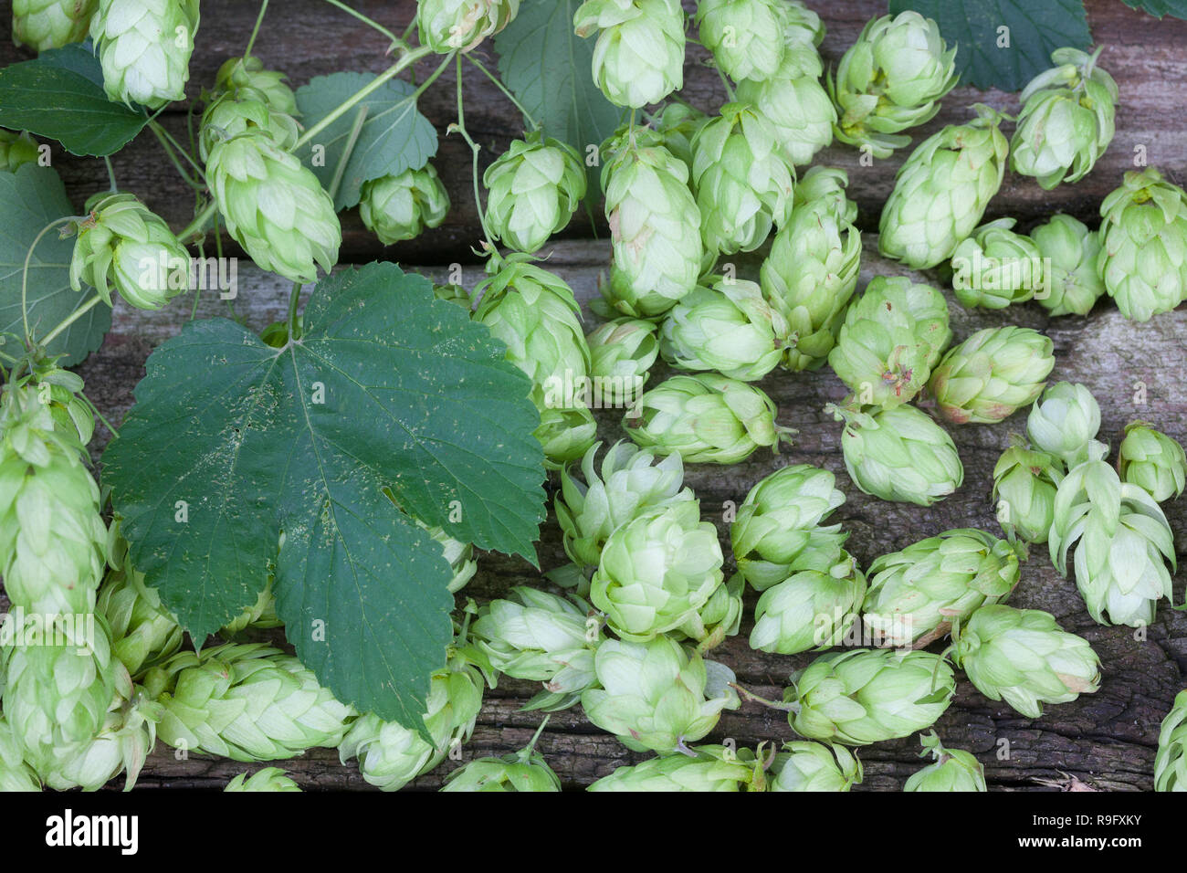 Hopfenzapfen hi-res stock photography and images - Alamy