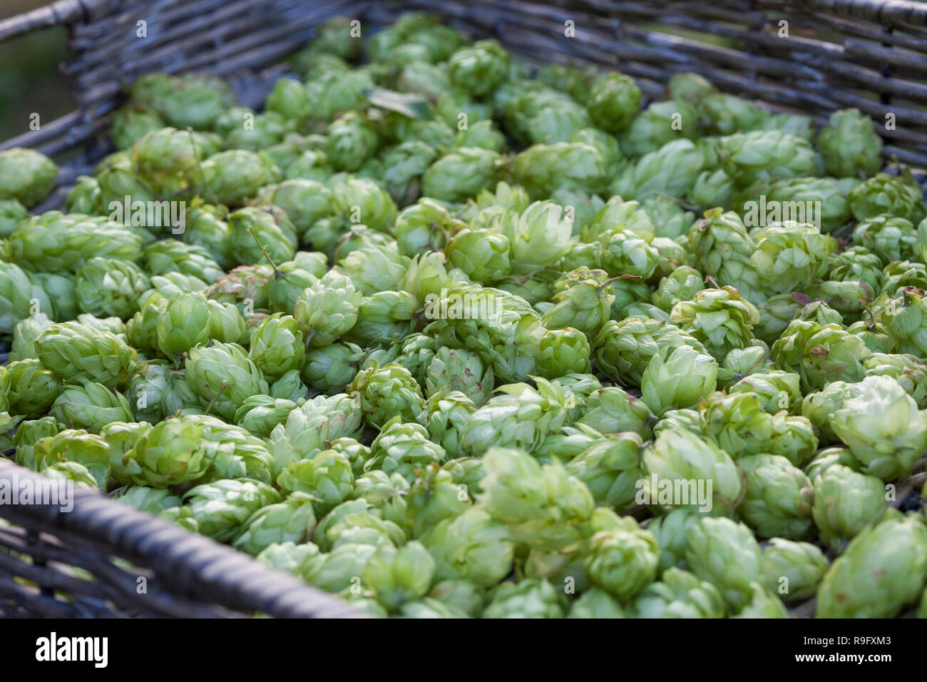 Hopfenzapfen hi-res stock photography and images - Alamy