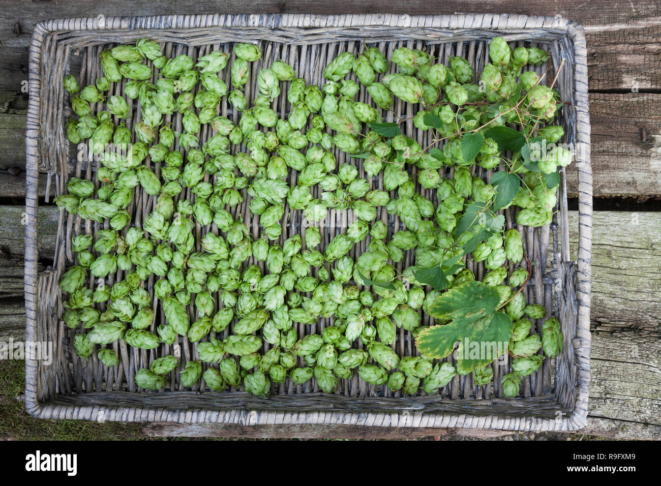 Hopfenzapfen hi-res stock photography and images - Alamy