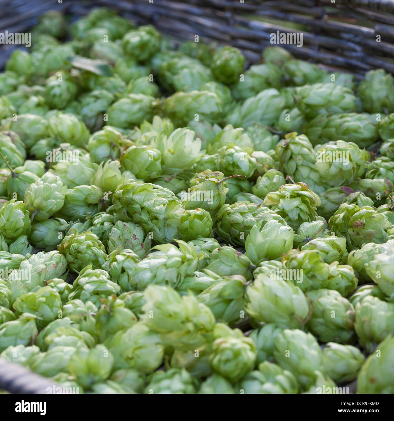 Hopfenzapfen, Hopfenernte, Hopfenzapfen werden getrocknet.Hopfen ...