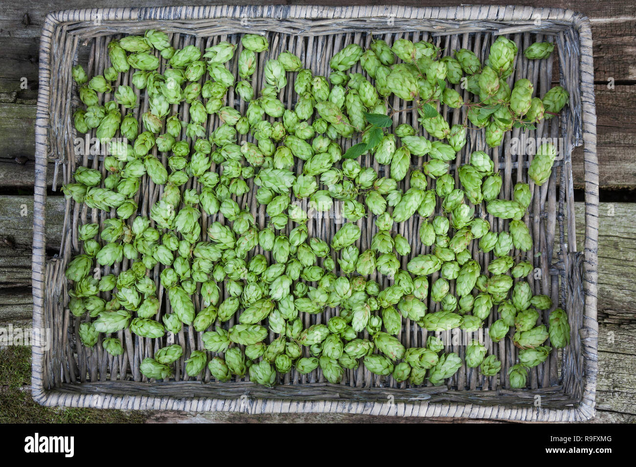Hopfenzapfen, Hopfenernte, Hopfenzapfen werden getrocknet.Hopfen ...