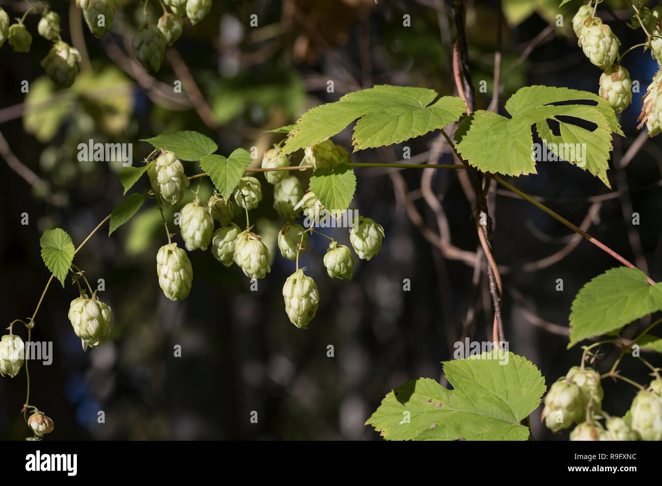 Hopfen, Hopfenzapfen, Gewöhnlicher Hopfen, Echter Hopfen, Humulus ...