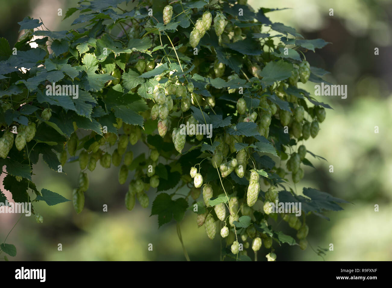 Hopfen, Hopfenzapfen, Gewöhnlicher Hopfen, Echter Hopfen, Humulus ...