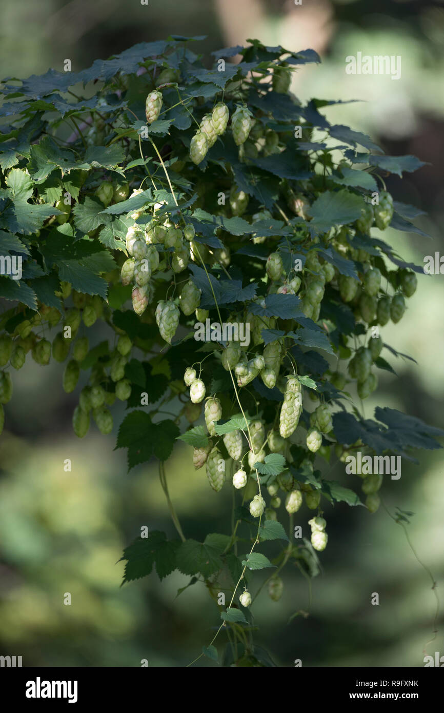 Hopfen, Hopfenzapfen, Gewöhnlicher Hopfen, Echter Hopfen, Humulus ...