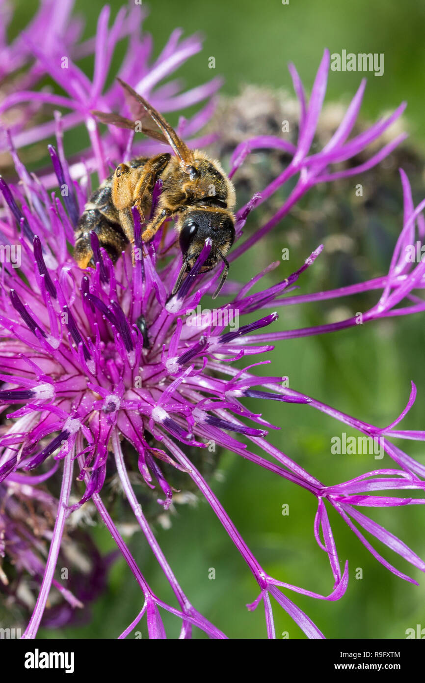 Dickkopf-Furchenbiene, Furchenbiene, Schmalbiene, Weibchen, Halictus ...