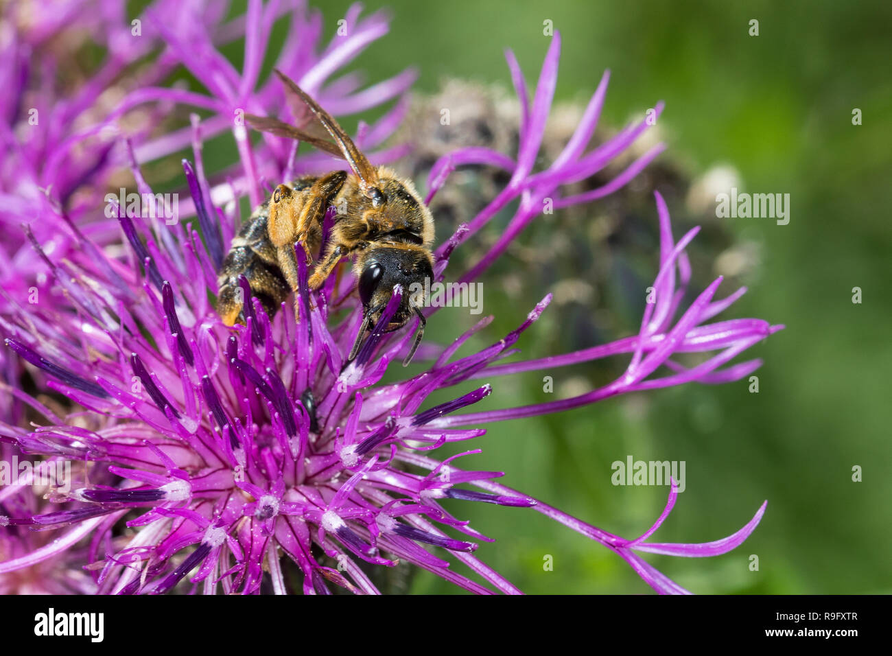 Halictid Bees High Resolution Stock Photography and Images - Alamy