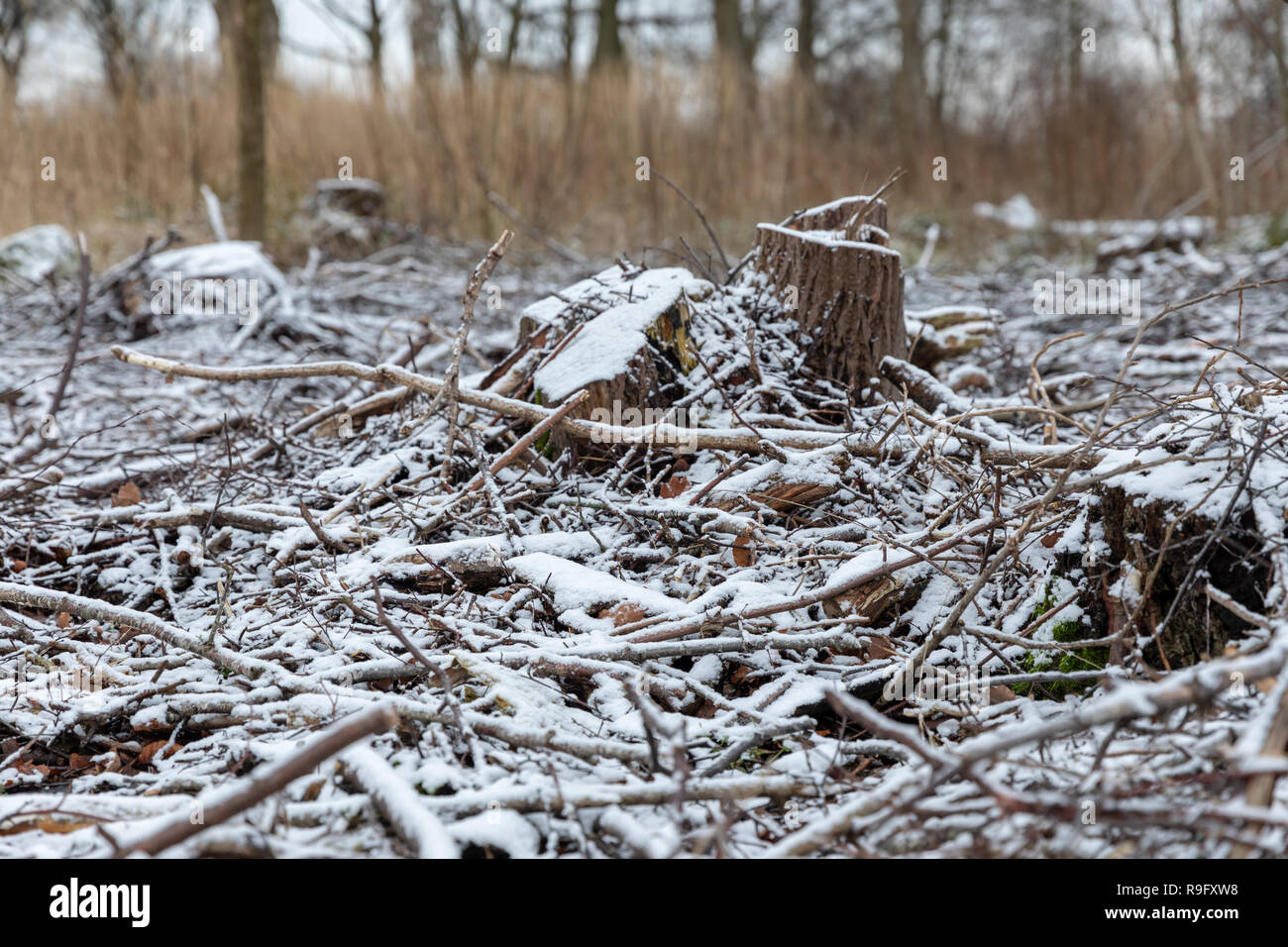 Stump of a tree and branches on the ground covered in light snow ...