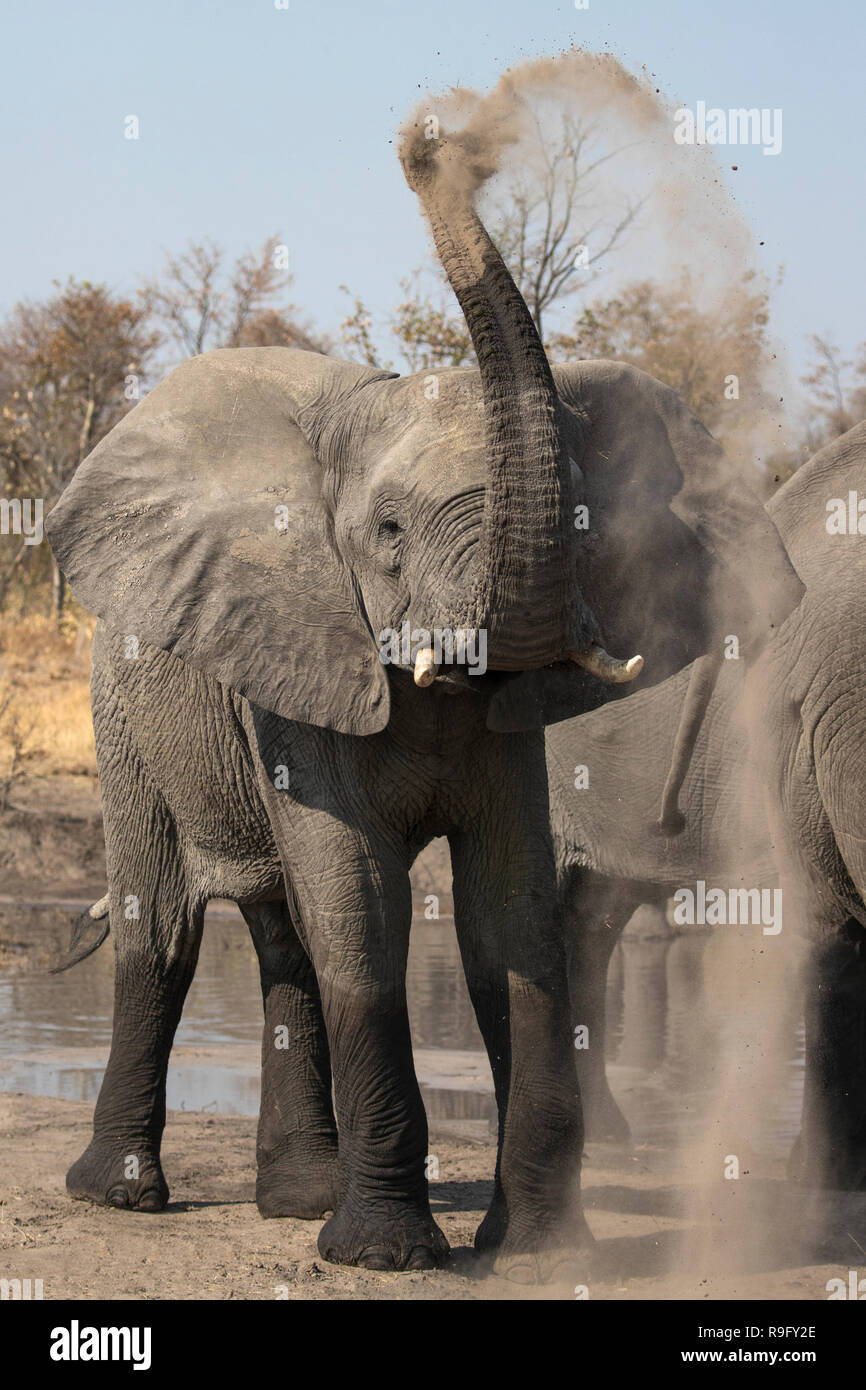 Bull dust hi-res stock photography and images - Alamy