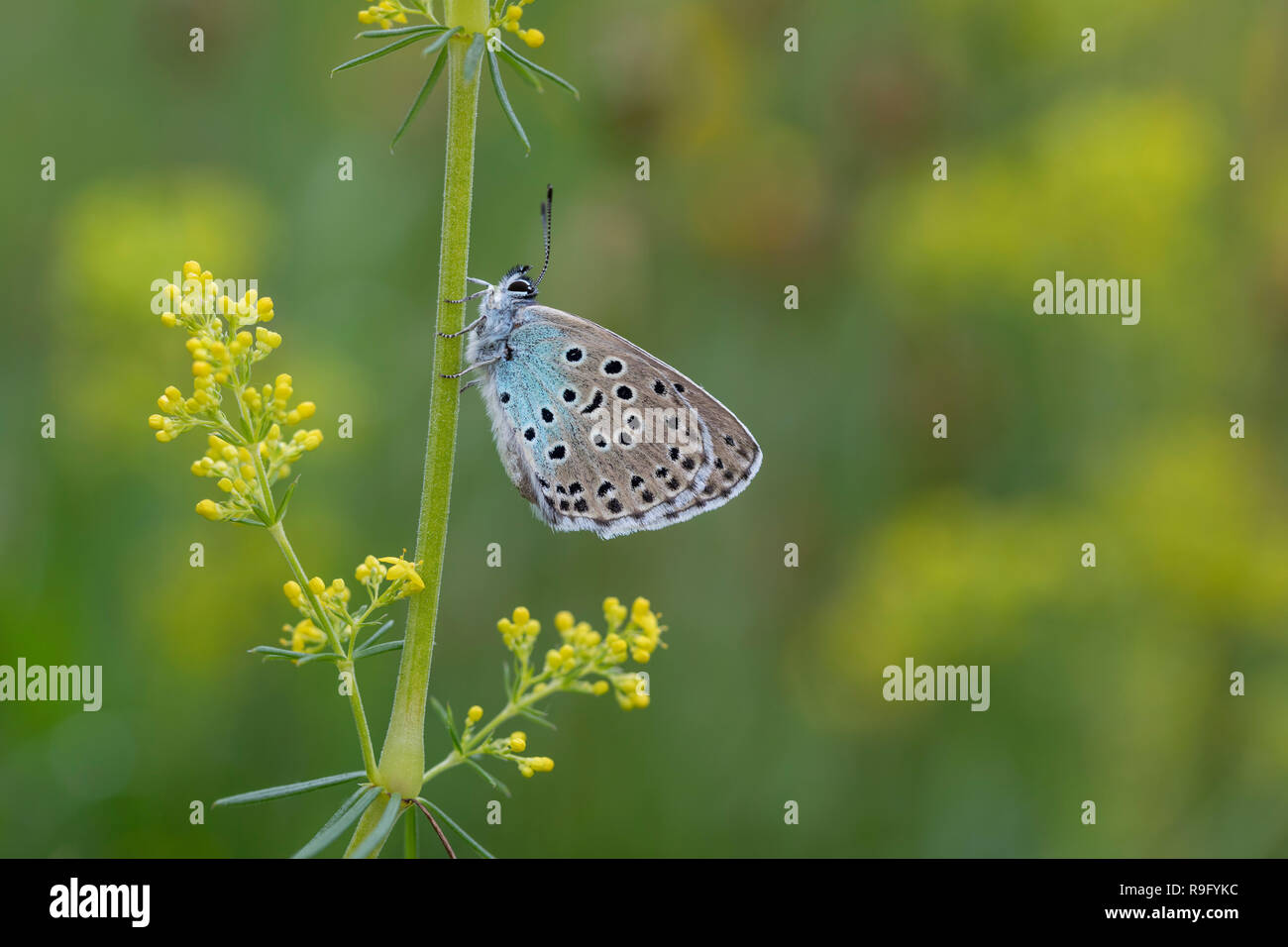 Large yellow butterfly hi-res stock photography and images - Alamy