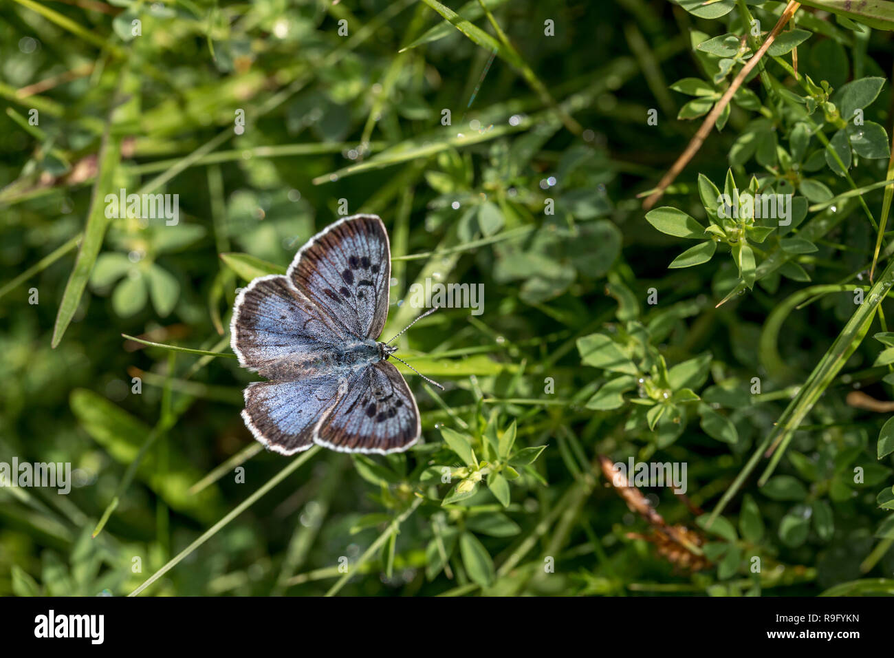 Large Blue Butterfly; Phengaris arion Single Female Somerset; UK Stock ...