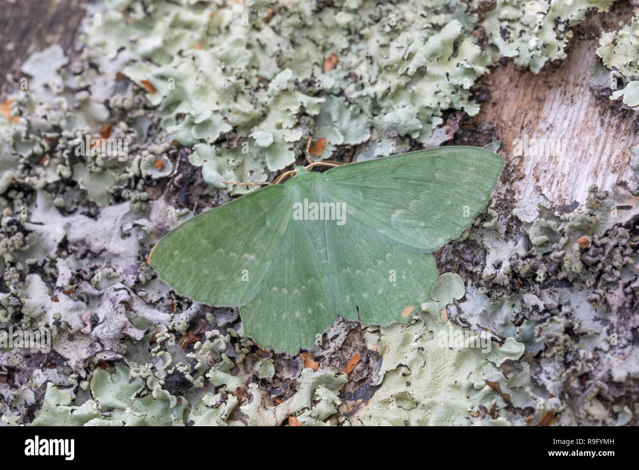 Large Emerald Moth; Geometra papilionaria Single on Lichen Cornwall; UK ...