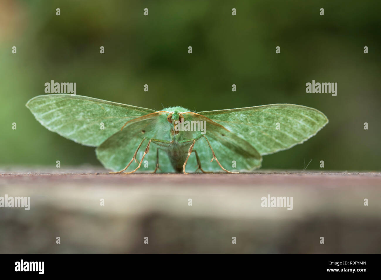 Large Emerald Moth; Geometra papilionaria Cornwall; UK Stock Photo - Alamy