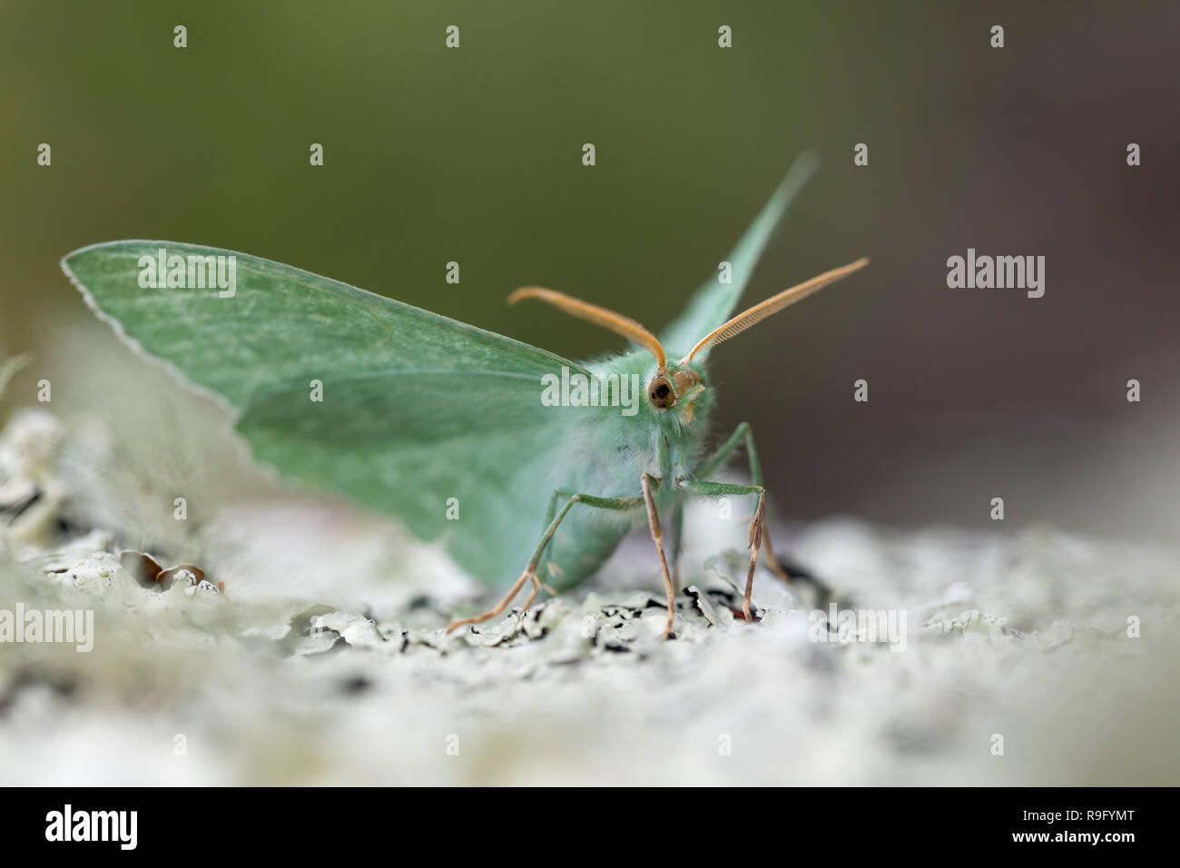 Large Emerald Moth; Geometra papilionaria Single on Lichen Cornwall; UK ...