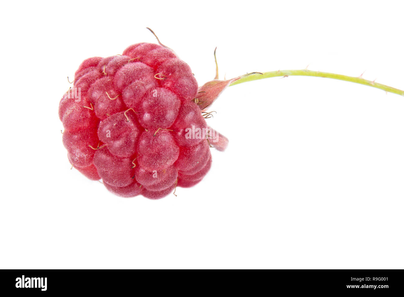Raspberry bush harvest hi-res stock photography and images - Alamy