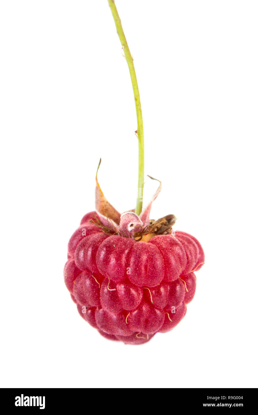 Raspberry bush harvest hi-res stock photography and images - Alamy