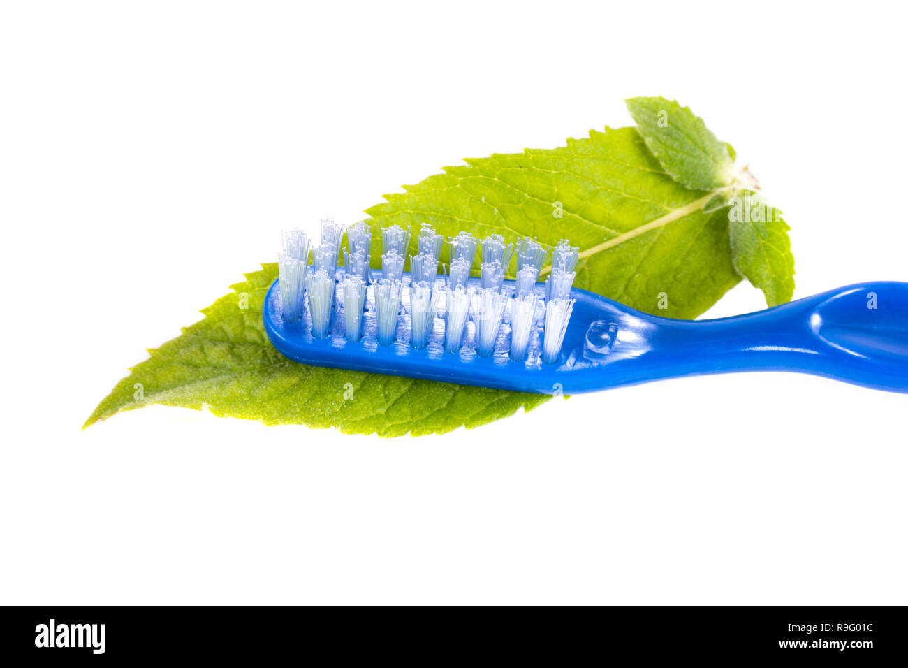 Blue gum leaves hi-res stock photography and images - Alamy