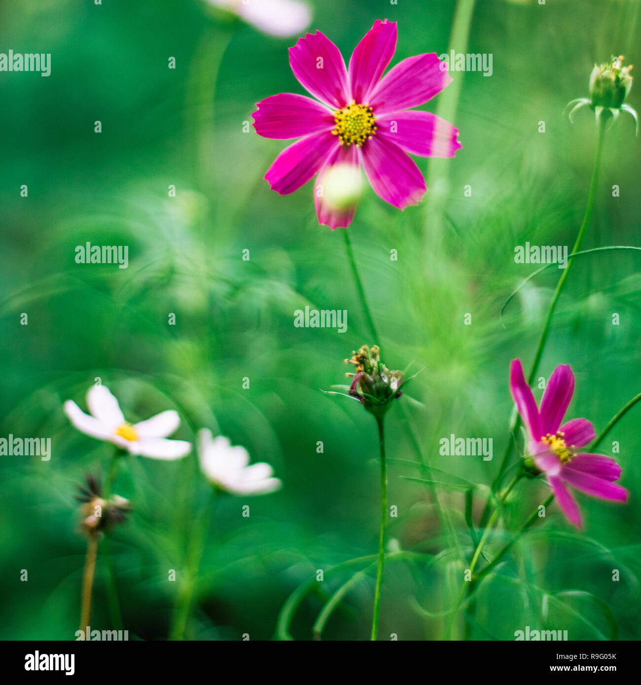 daisy garden - gardening, flowers and nature styled concept, elegant ...