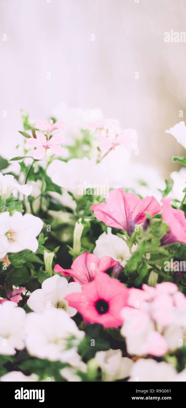 floral blossom - wedding, holiday and flower garden styled concept ...