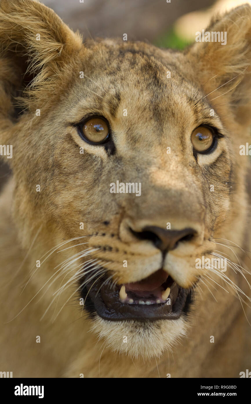 Lion walking facing camera hi-res stock photography and images - Alamy