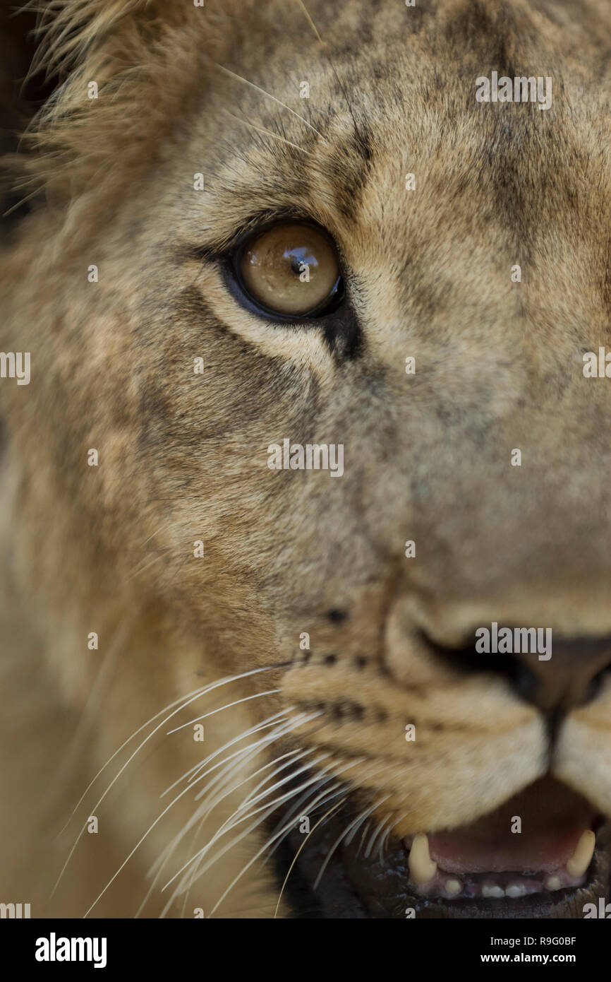 extreme close up of young lion looking at camera Stock Photo - Alamy