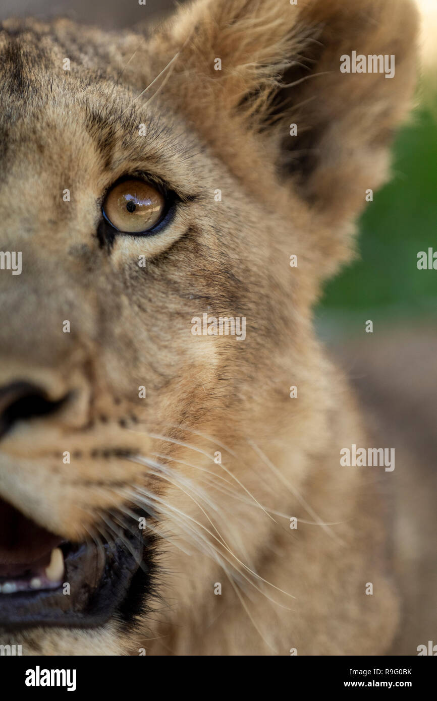 Lion walking facing camera hi-res stock photography and images - Alamy