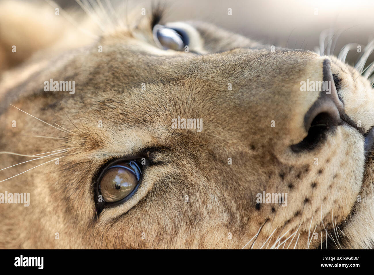 Smile For The Camera Lions