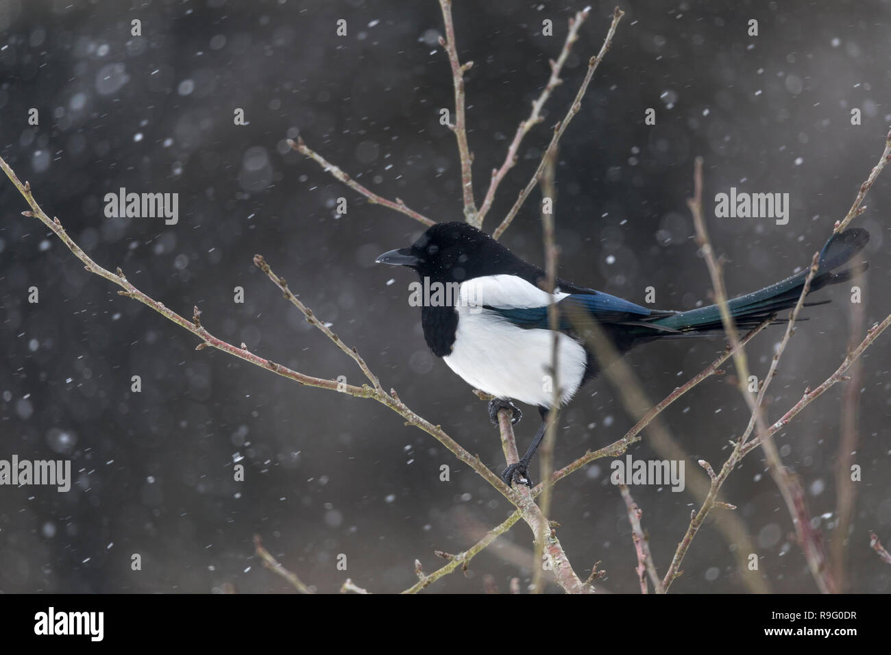 Magpie Winter High Resolution Stock Photography and Images - Alamy