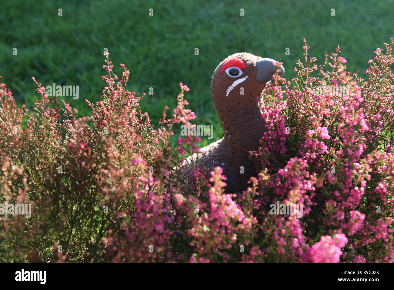 Teddy grouse hi-res stock photography and images - Alamy