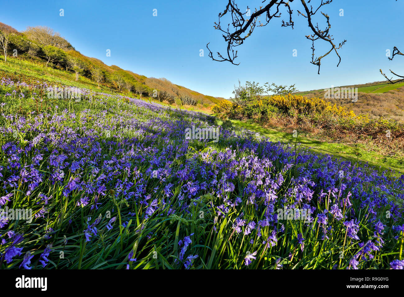 Devon bluebells hi-res stock photography and images - Alamy