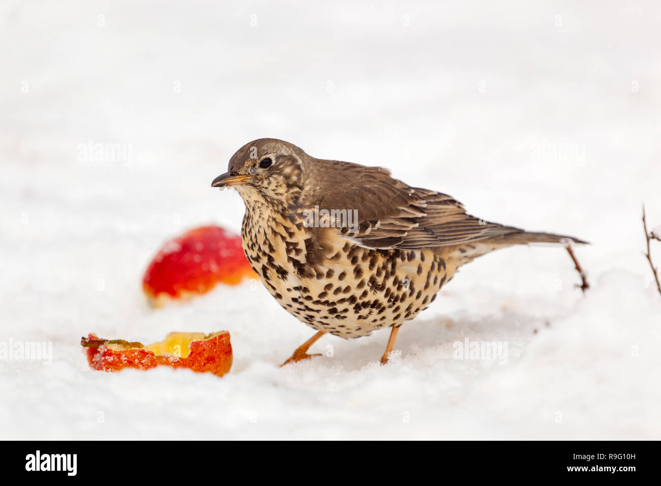 Thrush in snow hi-res stock photography and images - Alamy