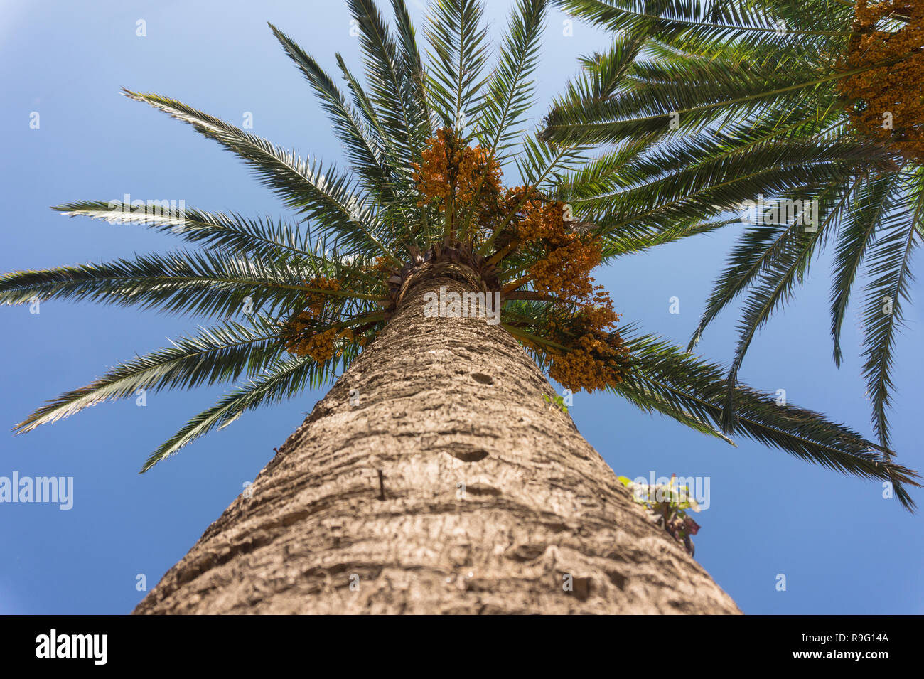 Date palm with ripe orange fruits. Bottom view Stock Photo - Alamy