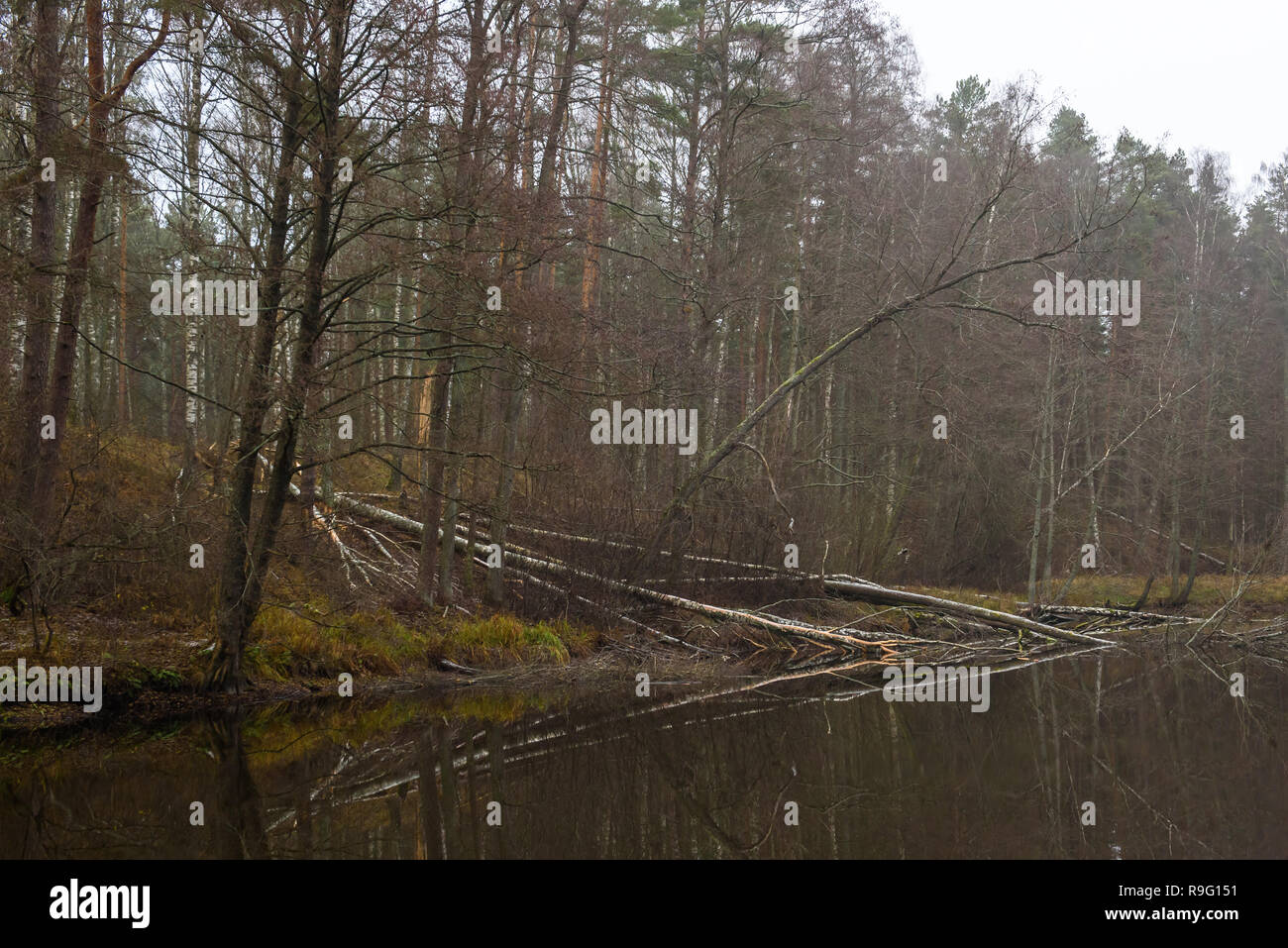Water beaver hi-res stock photography and images - Alamy