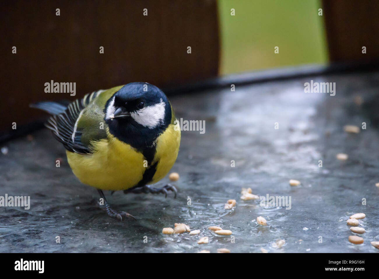 Great tit bird (parus major) eating sunflower seeds Stock Photo - Alamy