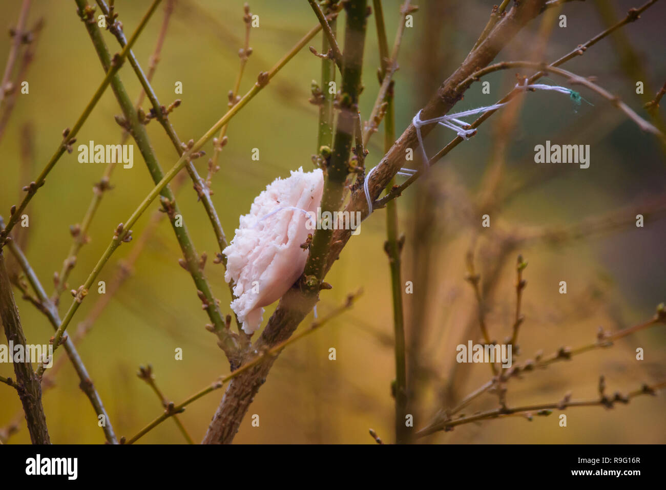 Lard meat for birds, hanged on branch of bush Stock Photo - Alamy
