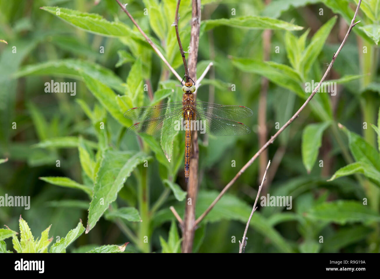 Norfolk hawker dragonfly hi-res stock photography and images - Alamy